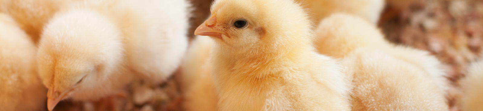 Hatching & Rearing Chicks | Love Free Range Eggs